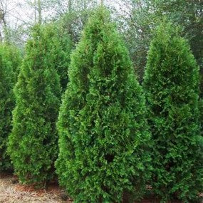 Cedar Trees – The Glasshouse Nursery