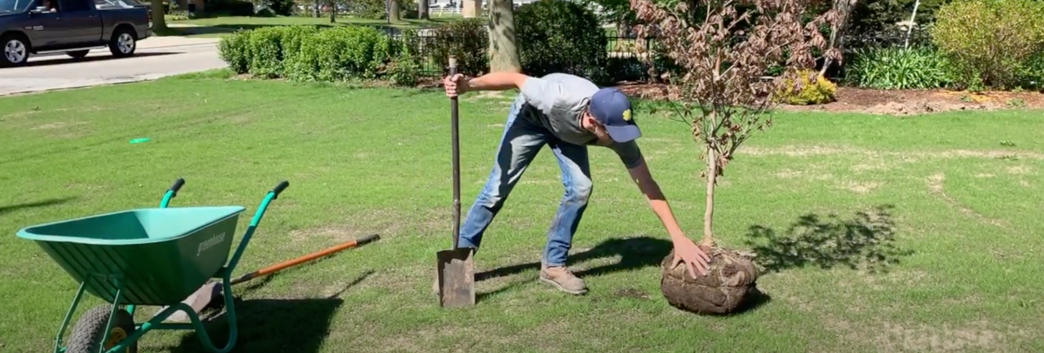 Proper Planting Techniques – The Glasshouse Nursery