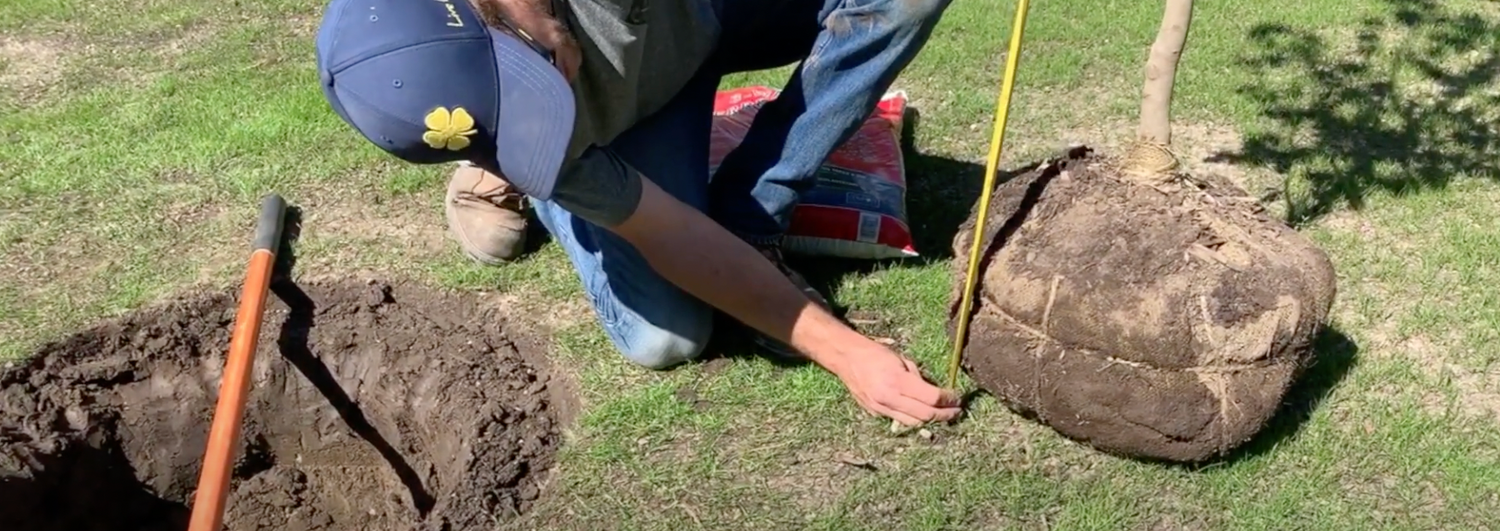 Proper Planting Techniques – The Glasshouse Nursery