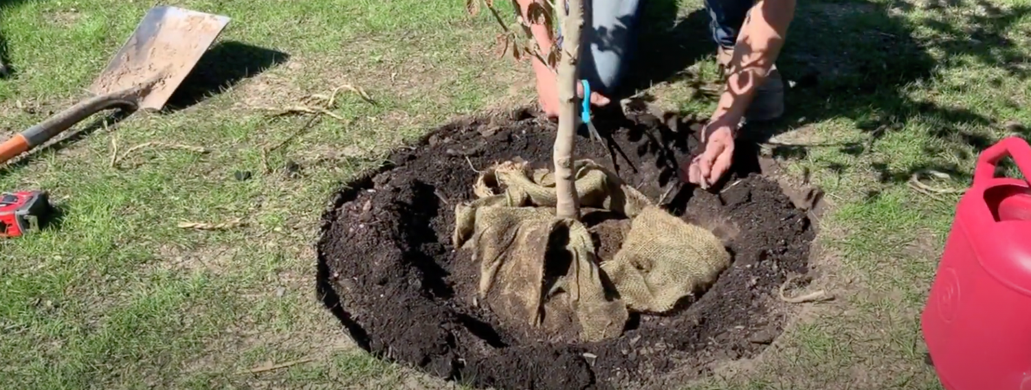 Proper Planting Techniques – The Glasshouse Nursery