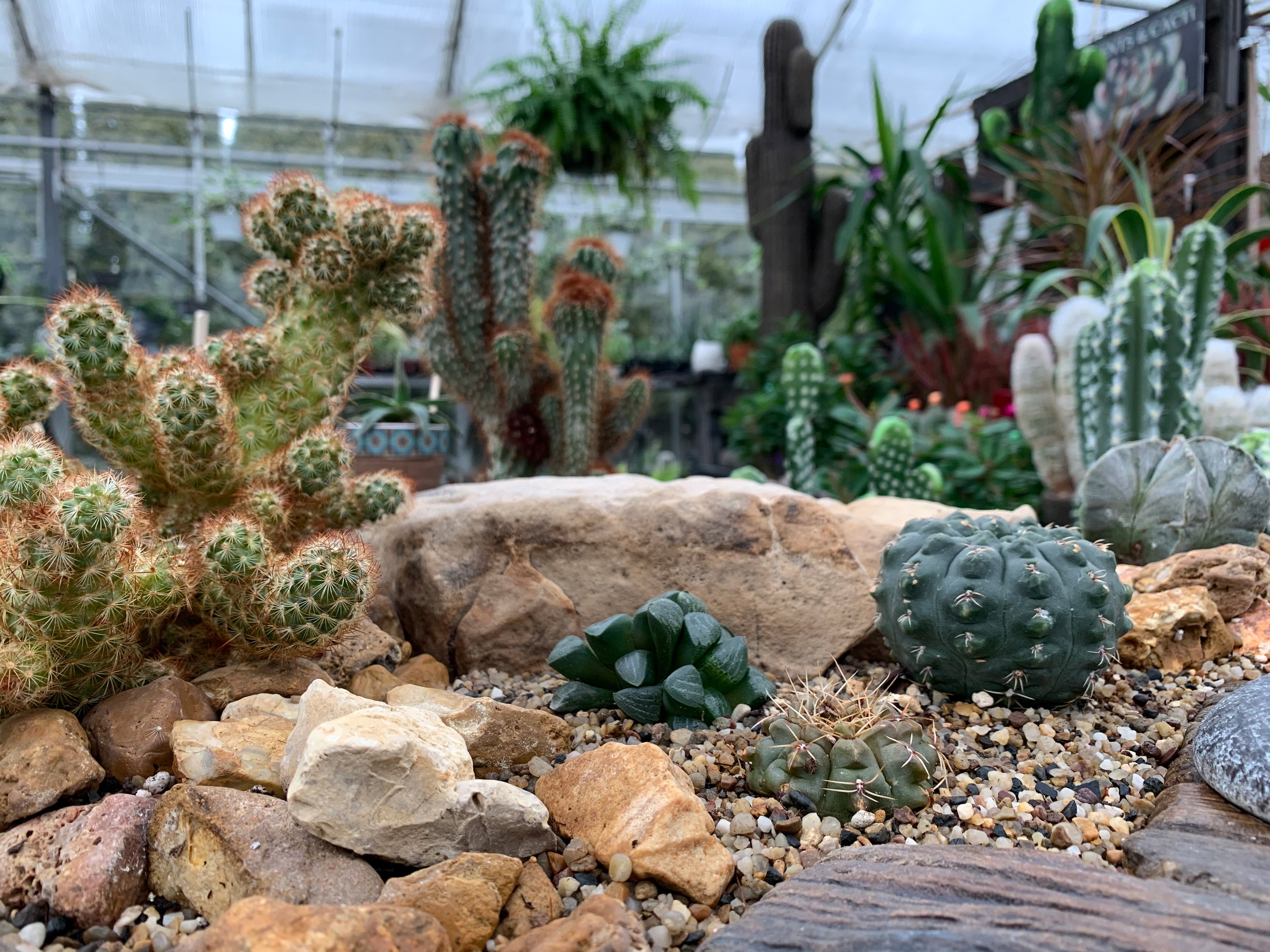 Caring For Cacti & Succulents – The Glasshouse Nursery